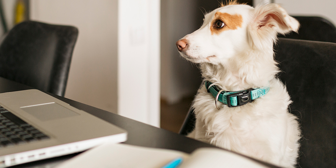 The Benefits of Bringing Your Dog to Work